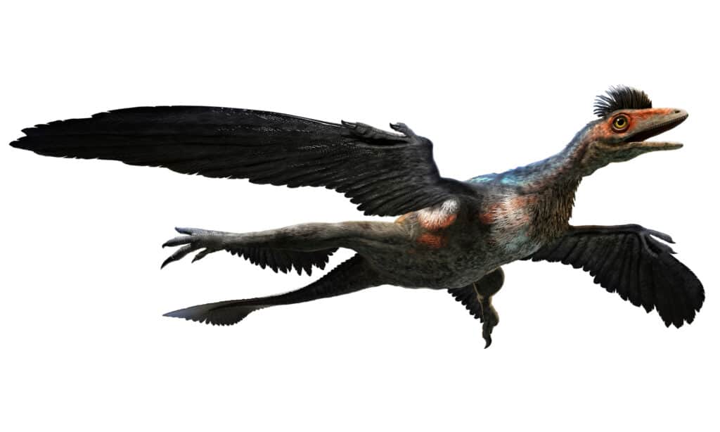 Feathered Dinosaurs fact or fiction Scan Code » DNA scan codes for the ...
